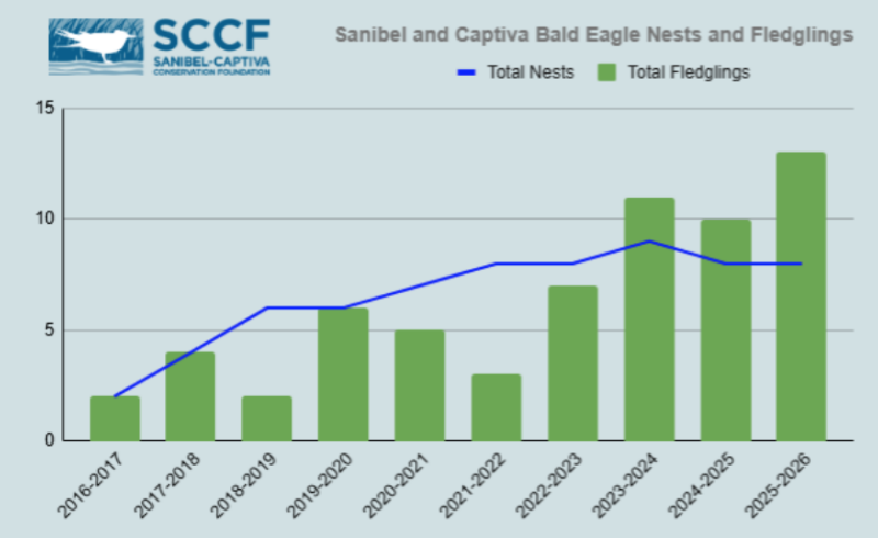 Record-breaking nesting season for bald eagles - SANIBEL-CAPTIVA ...